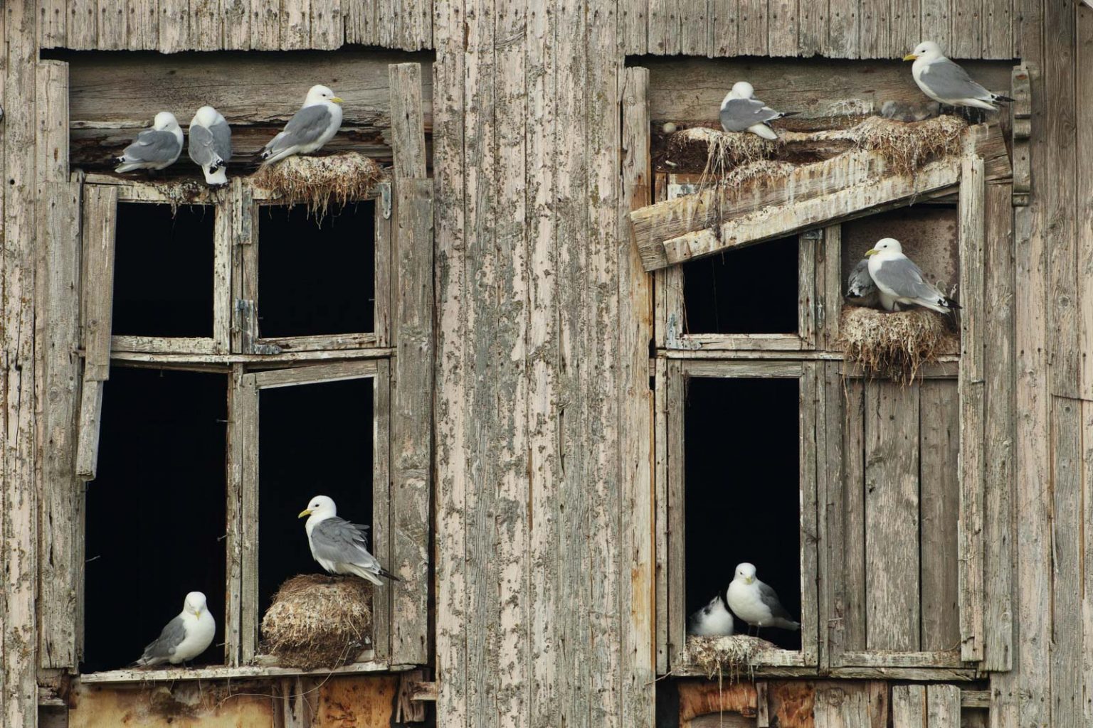 How to Take Creative Urban Wildlife Photos - Nature TTL