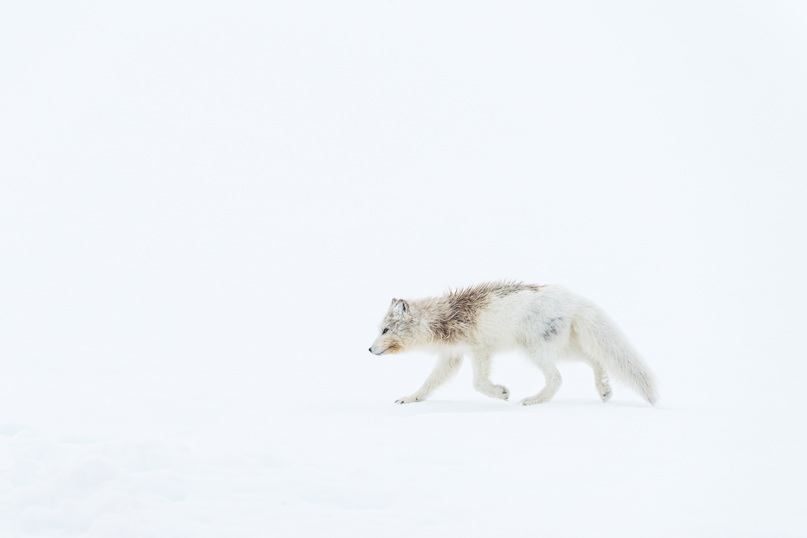 How to Photograph Arctic Wildlife | Nature TTL