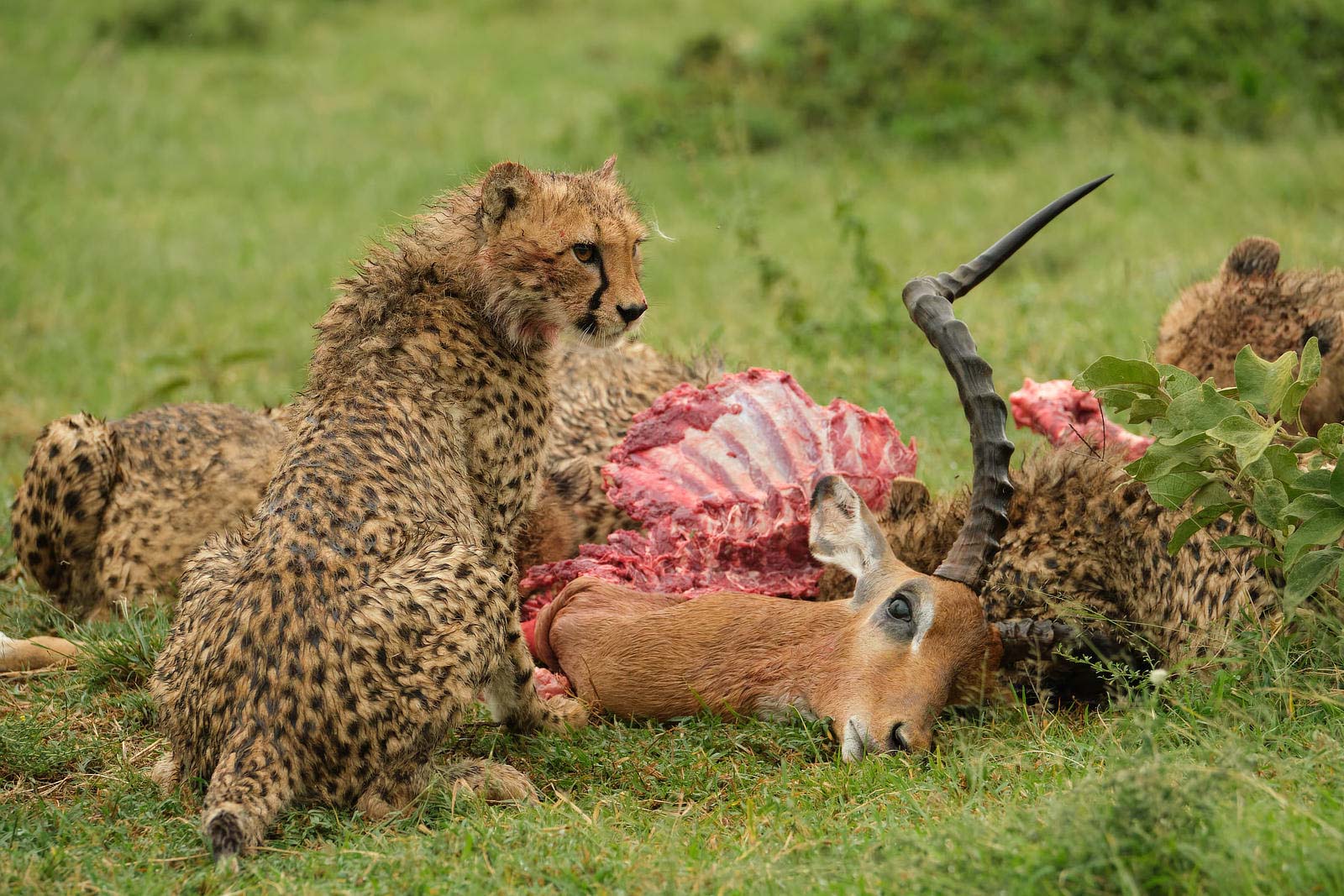 How to Photograph Cheetahs - Nature TTL