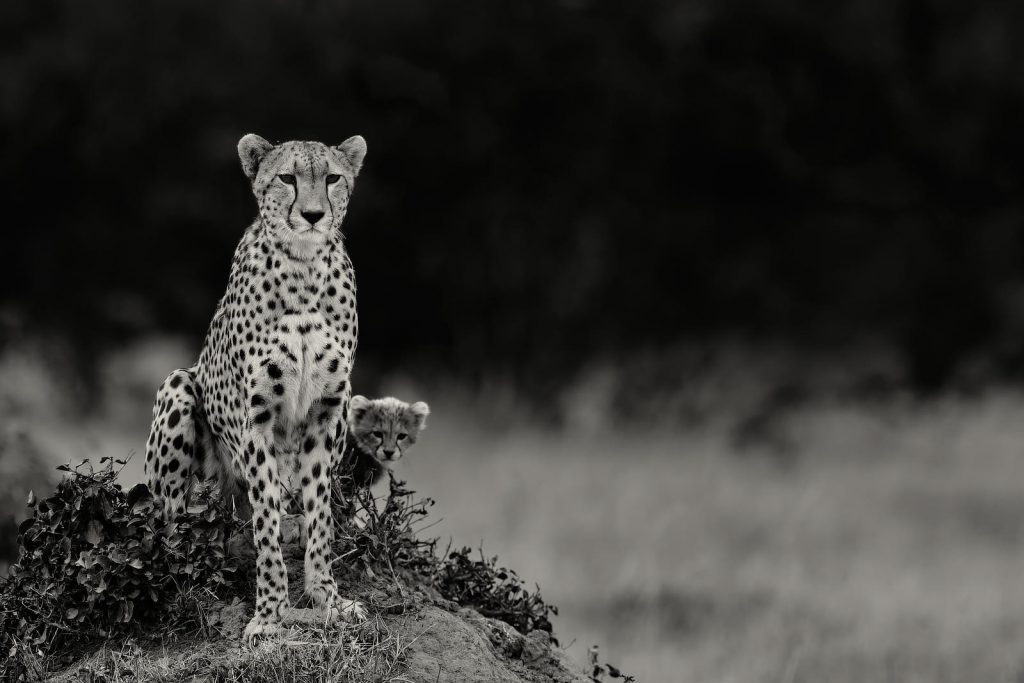 How to Photograph Cheetahs - Nature TTL