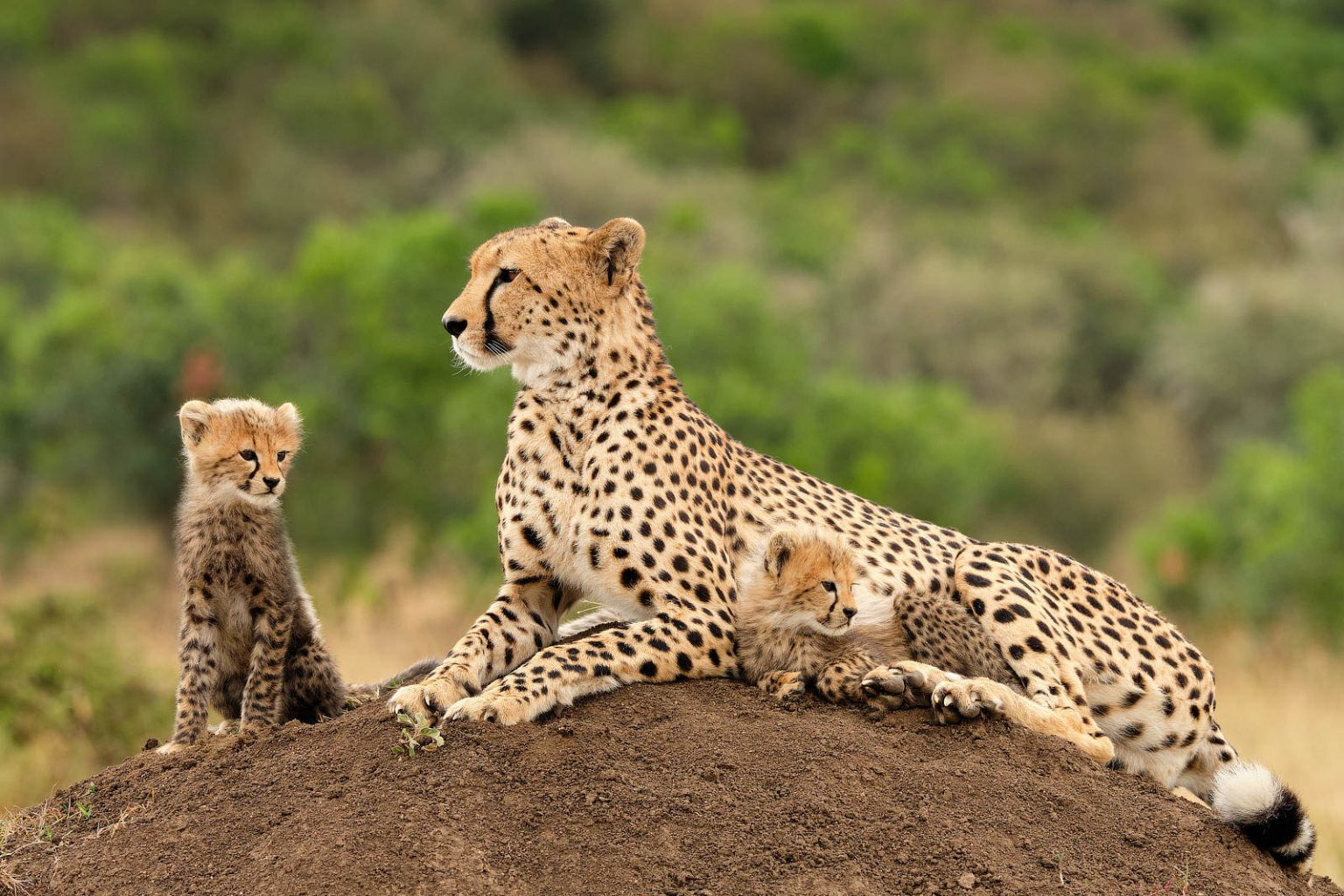How to Photograph Cheetahs - Nature TTL