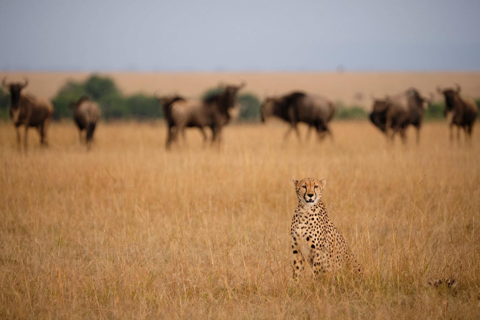 How to Photograph Cheetahs - Nature TTL