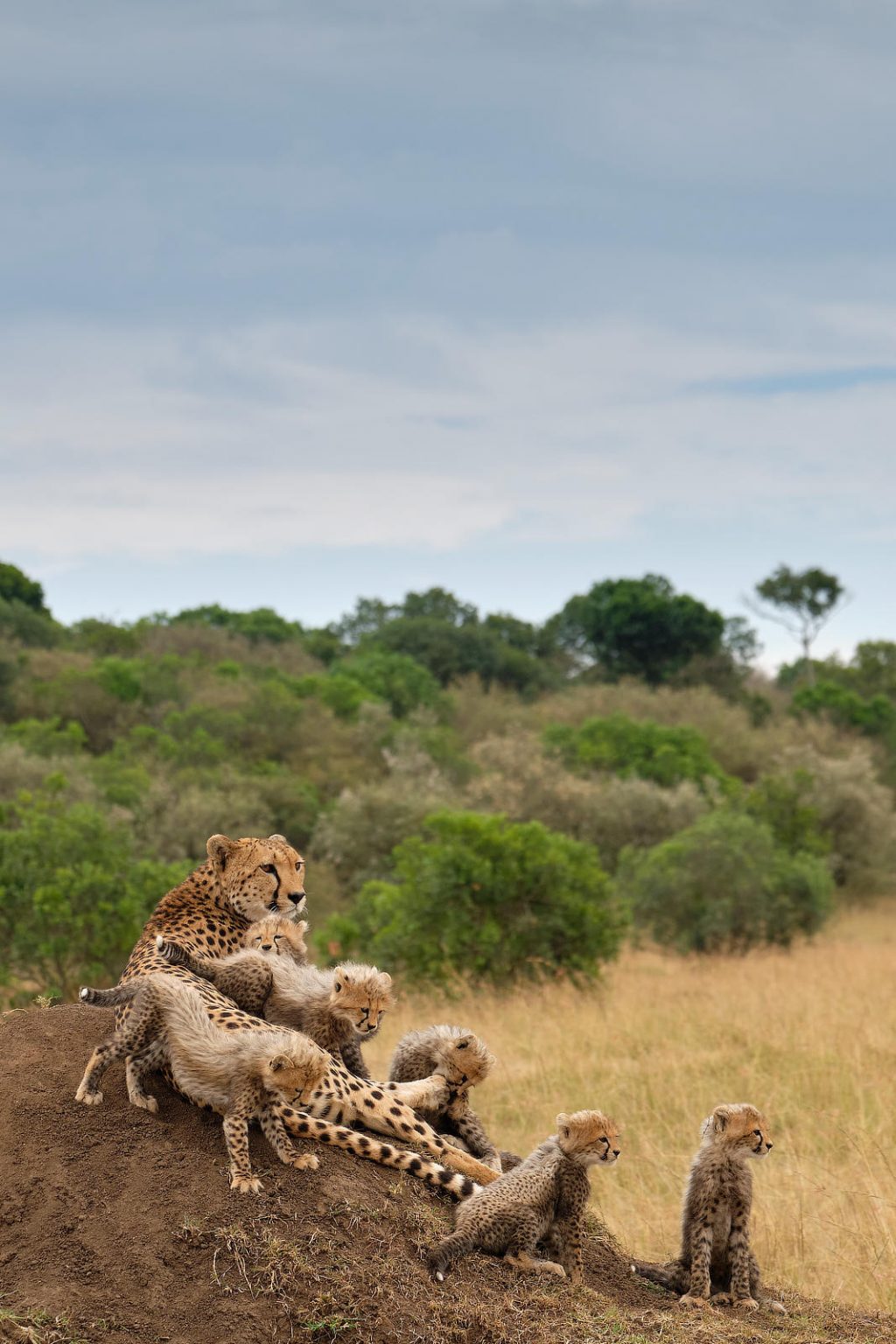 How to Photograph Cheetahs - Nature TTL