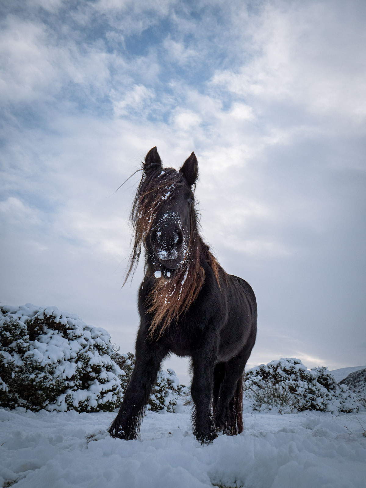 How to Photograph Wild Ponies in the UK | Nature TTL