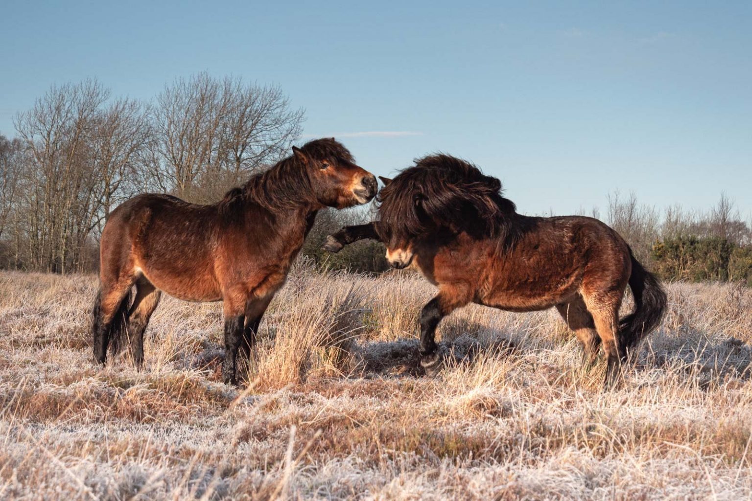 How to Photograph Wild Ponies in the UK - Nature TTL