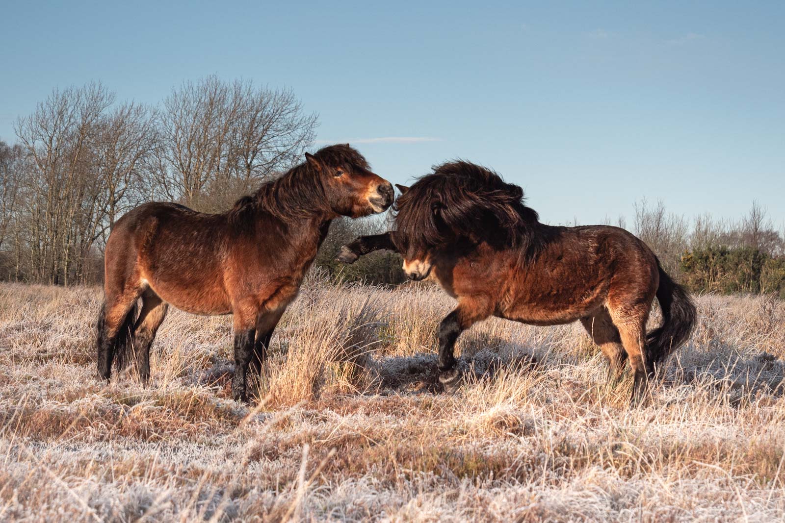 How to Photograph Wild Ponies in the UK - Nature TTL
