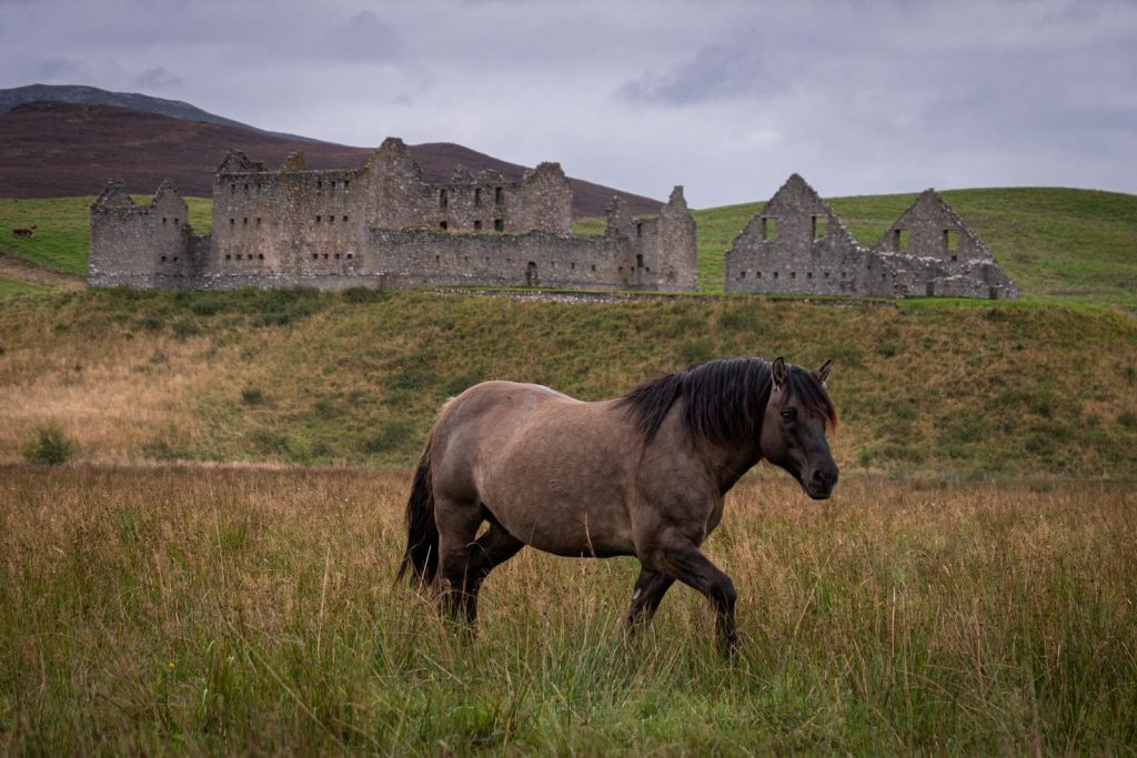 How to Photograph Wild Ponies in the UK - Nature TTL