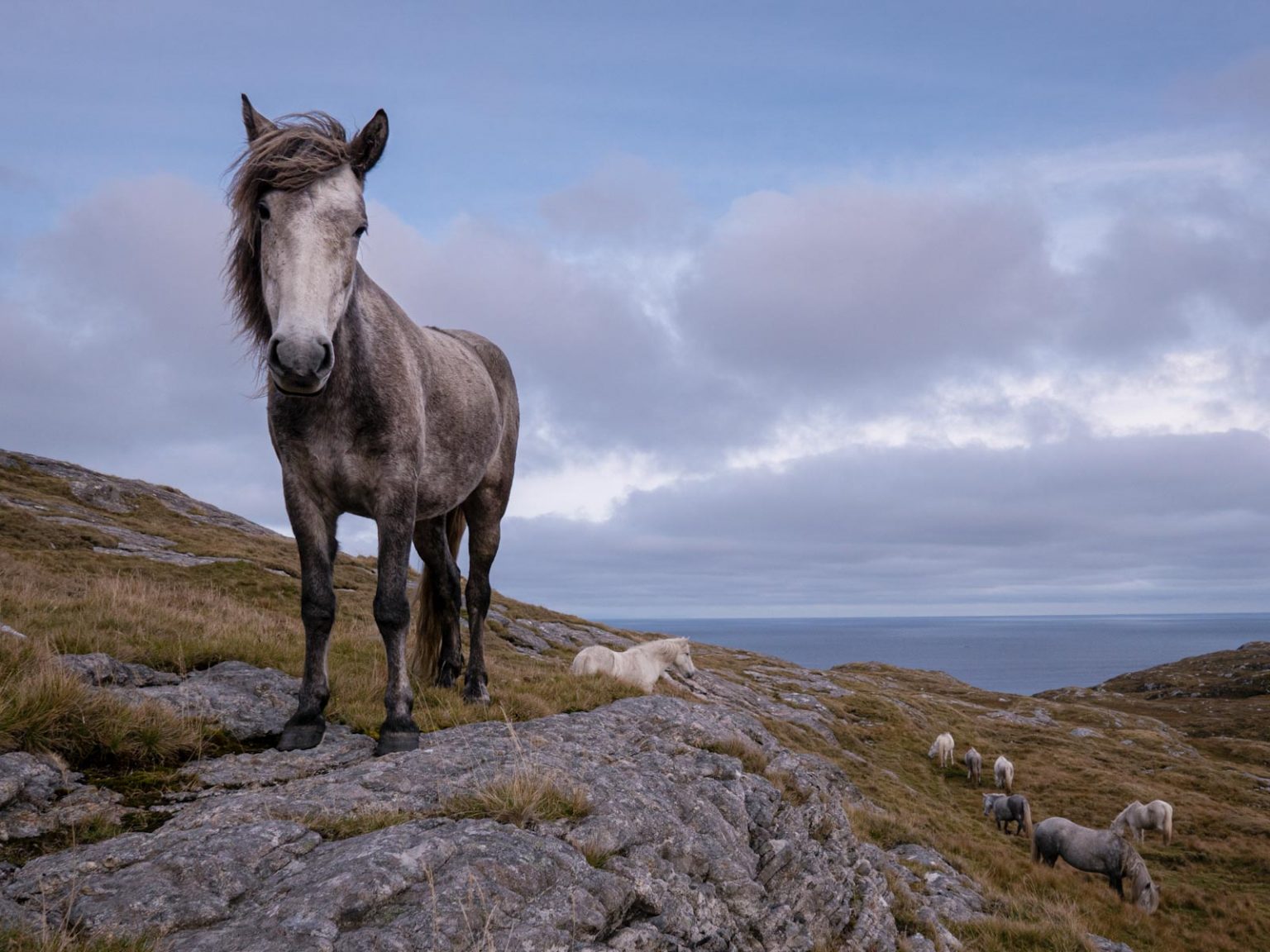 How to Photograph Wild Ponies in the UK - Nature TTL