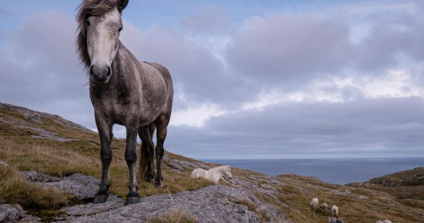 How to Photograph Wild Ponies in the UK - Nature TTL