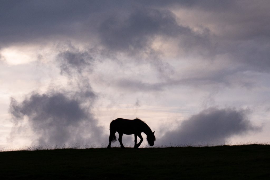 How to Photograph Wild Ponies in the UK - Nature TTL