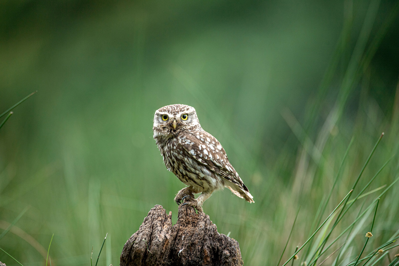 How to Photograph Little Owls - Nature TTL