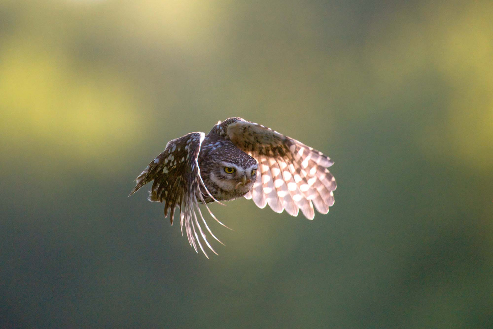 How to Photograph Little Owls | Nature TTL