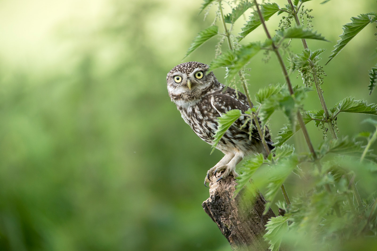 How to Photograph Little Owls - Nature TTL