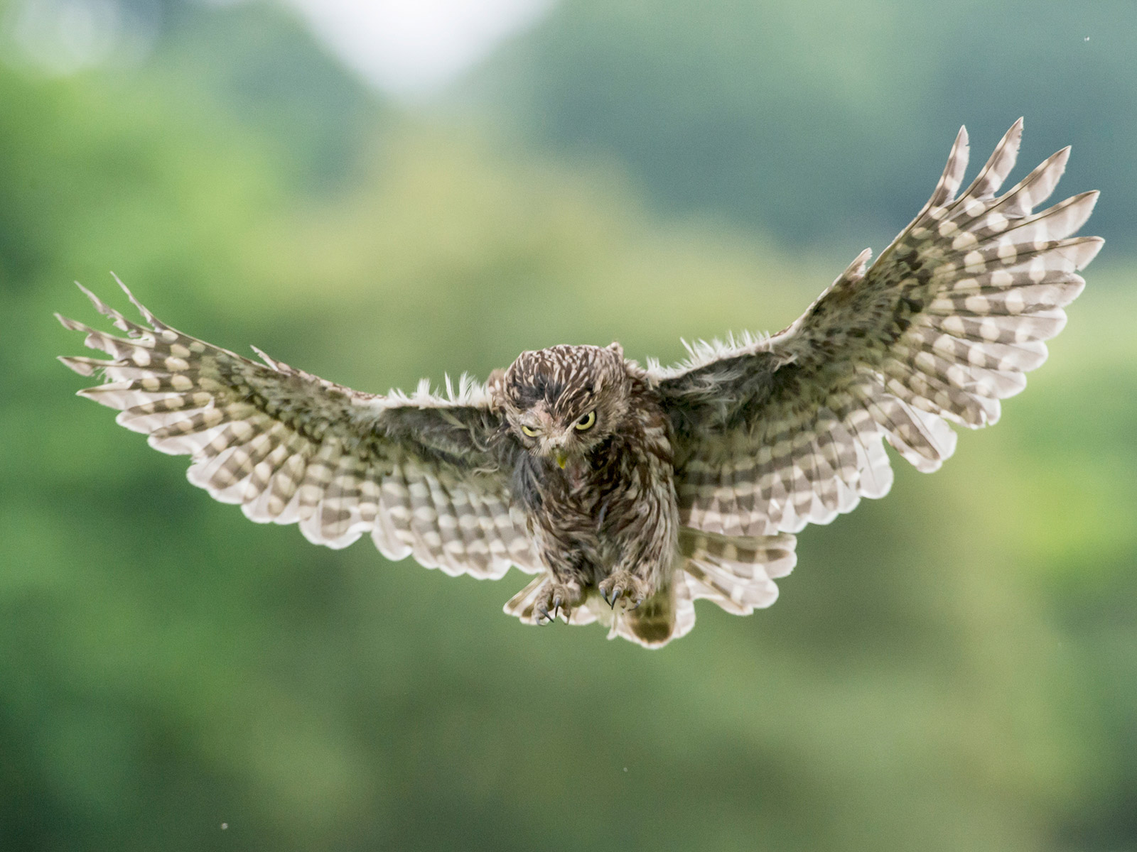 How to Photograph Little Owls | Nature TTL