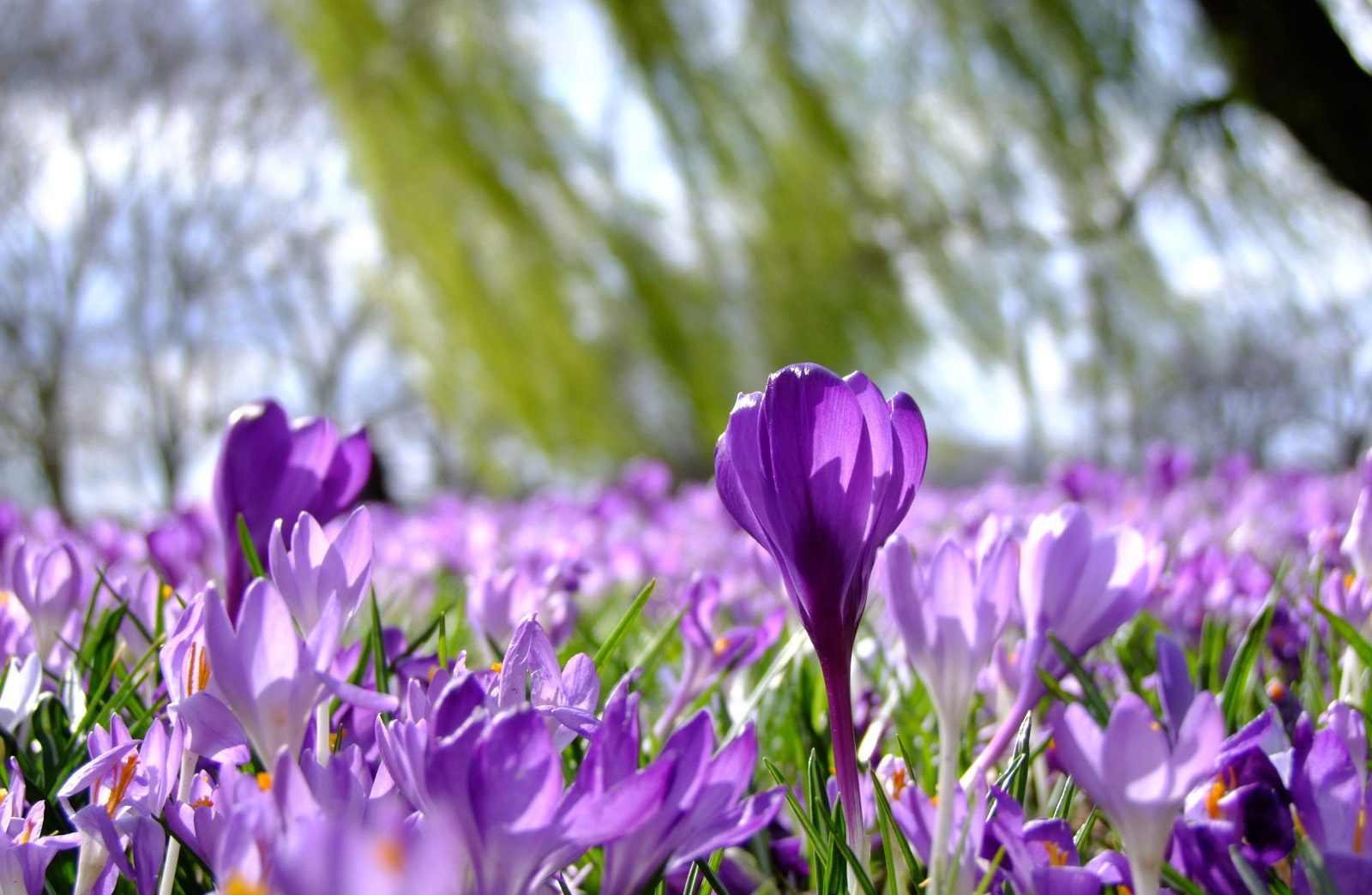 Weekly Photography Assignment: Signs of Spring - Nature TTL