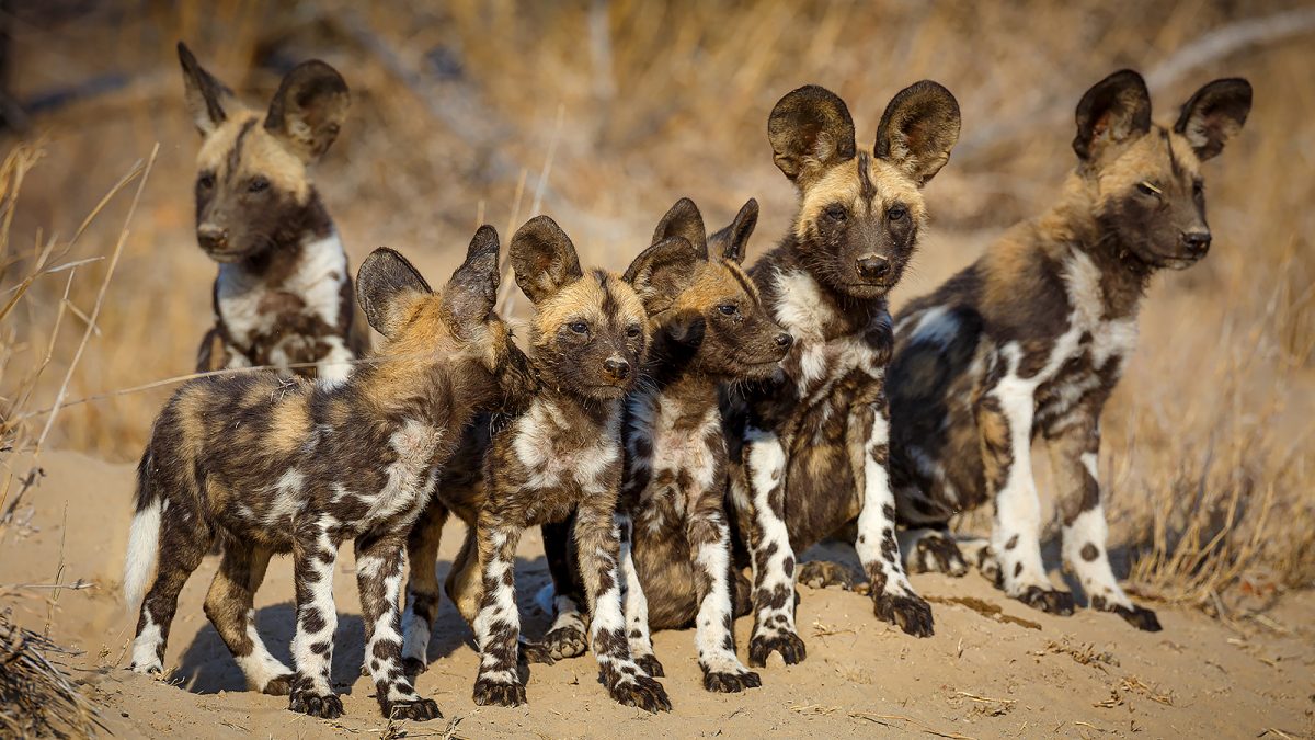 Remembering Wildlife Launches Campaign for African Wild Dogs Book ...