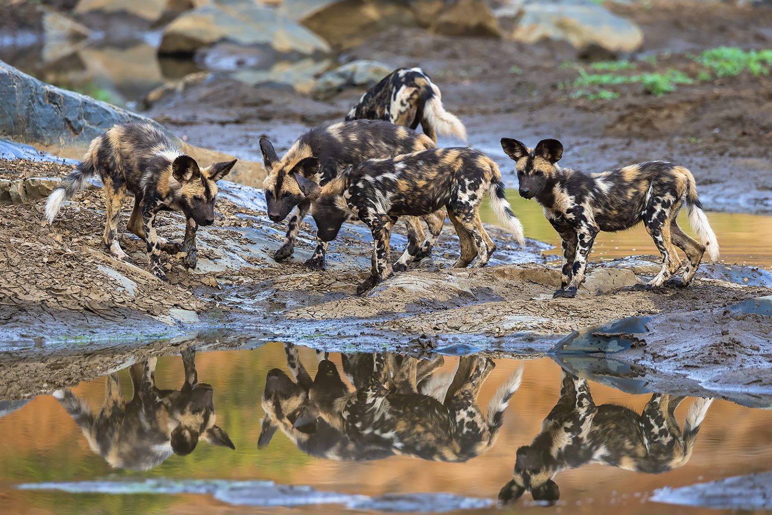 Remembering Wildlife Launches Campaign for African Wild Dogs Book ...