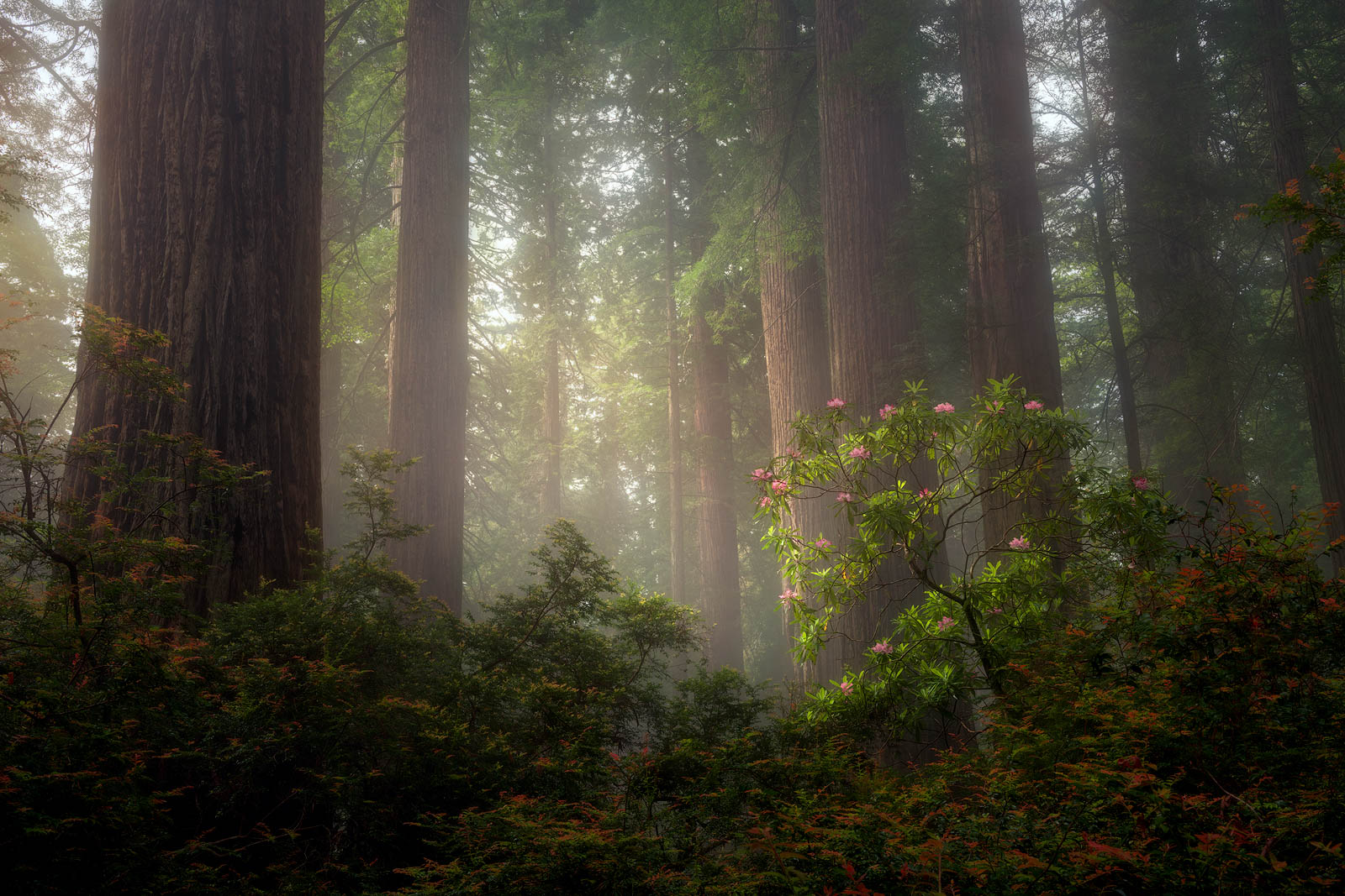How to Photograph Trees and Forests | Nature TTL