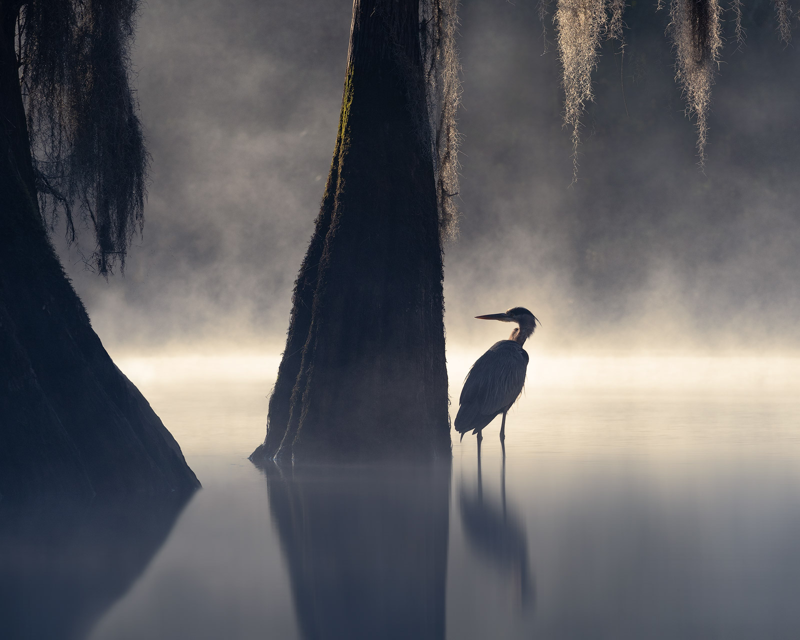 How to Photograph Trees and Forests | Nature TTL