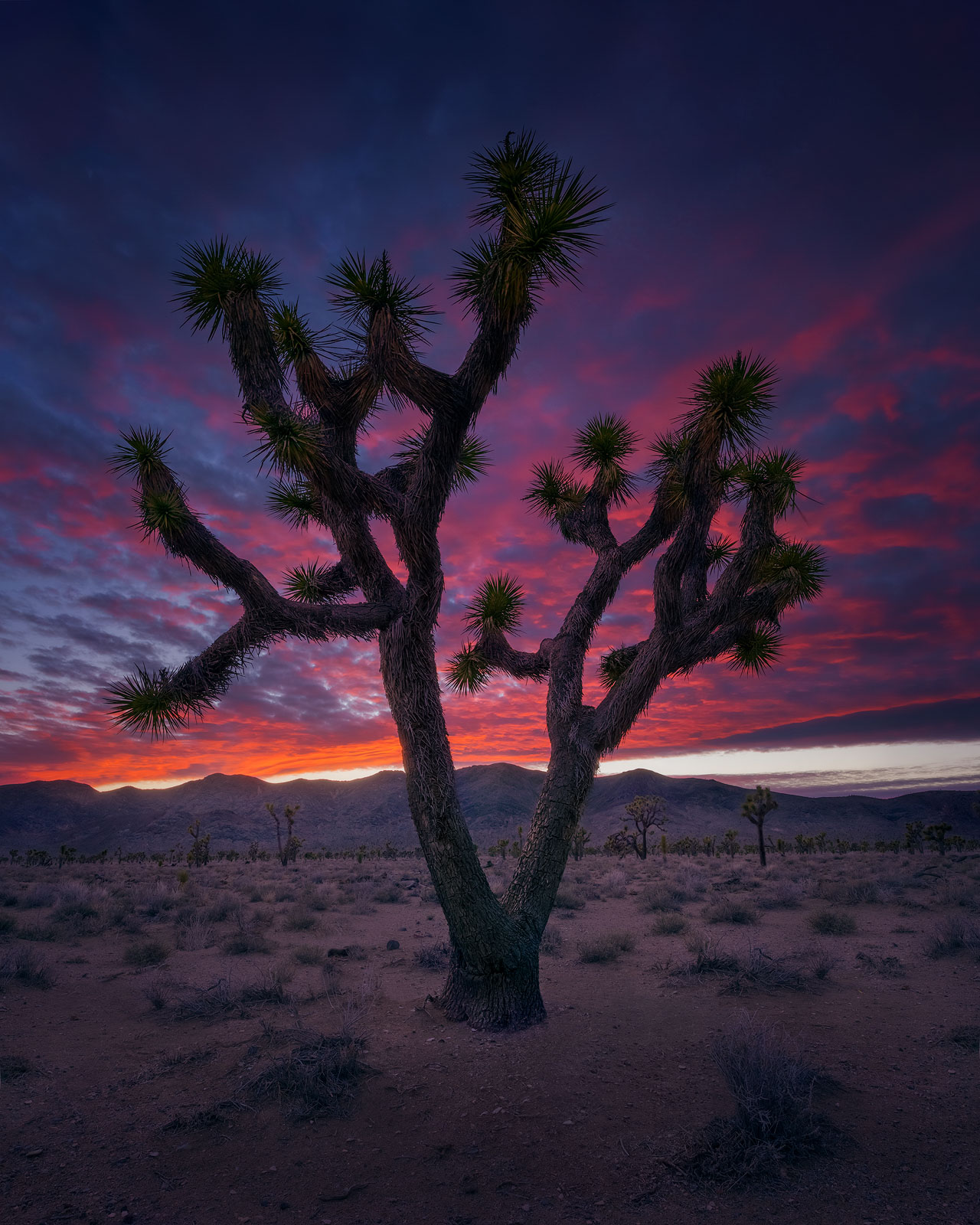 How to Photograph Trees and Forests | Nature TTL