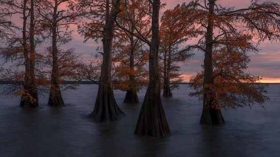 How to Photograph Trees and Forests | Nature TTL