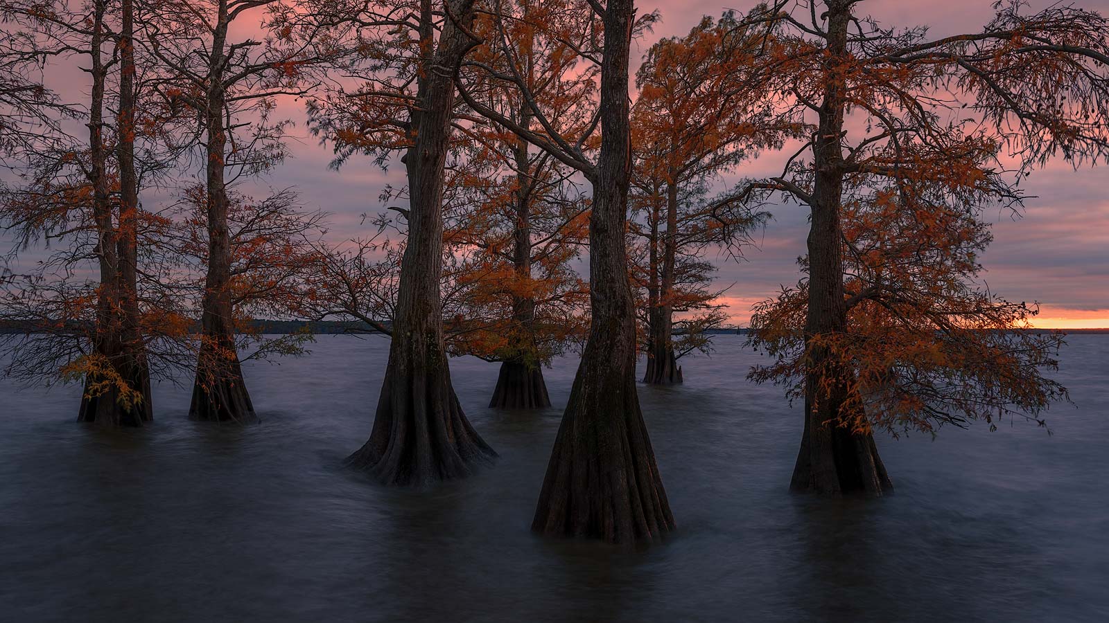How to Photograph Trees and Forests | Nature TTL