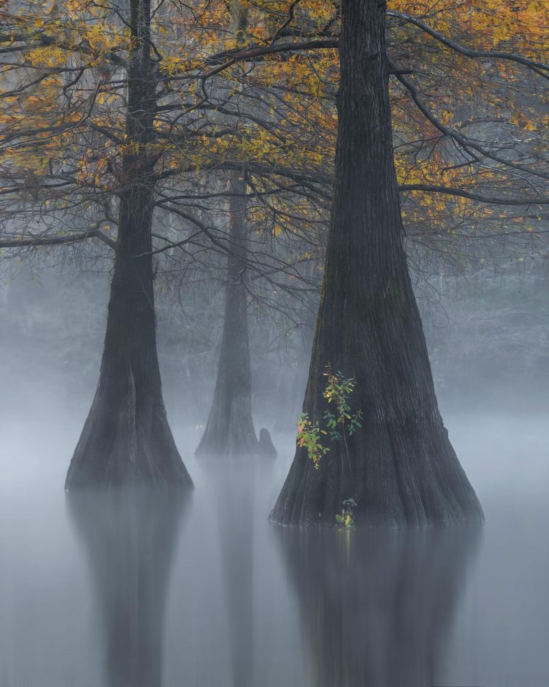 How to Photograph Trees and Forests - Nature TTL