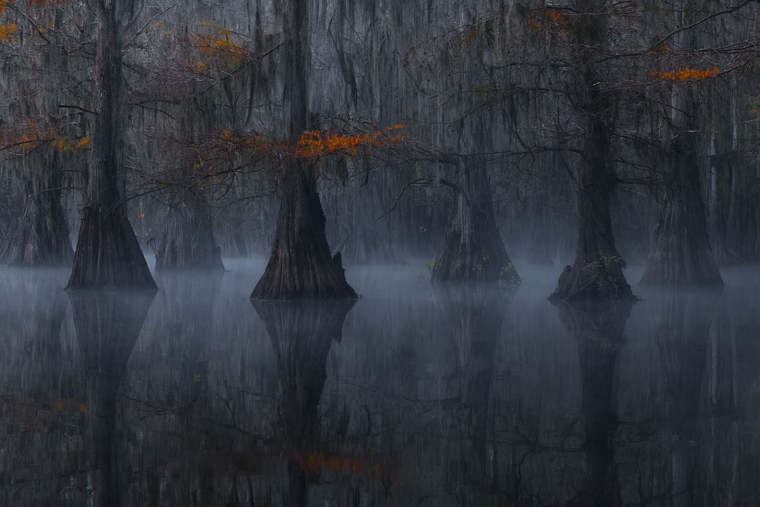 How to Photograph Trees and Forests - Nature TTL