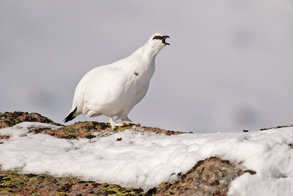 How to Find and Photograph Ptarmigan - Nature TTL