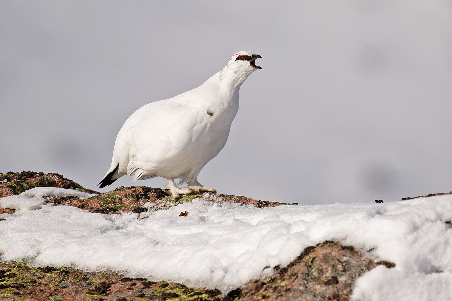 How to Find and Photograph Ptarmigan - Nature TTL