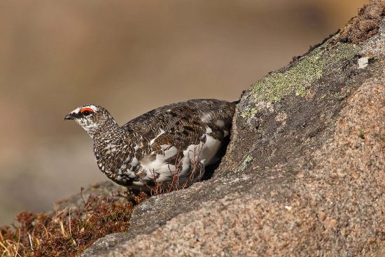 How to Find and Photograph Ptarmigan | Nature TTL