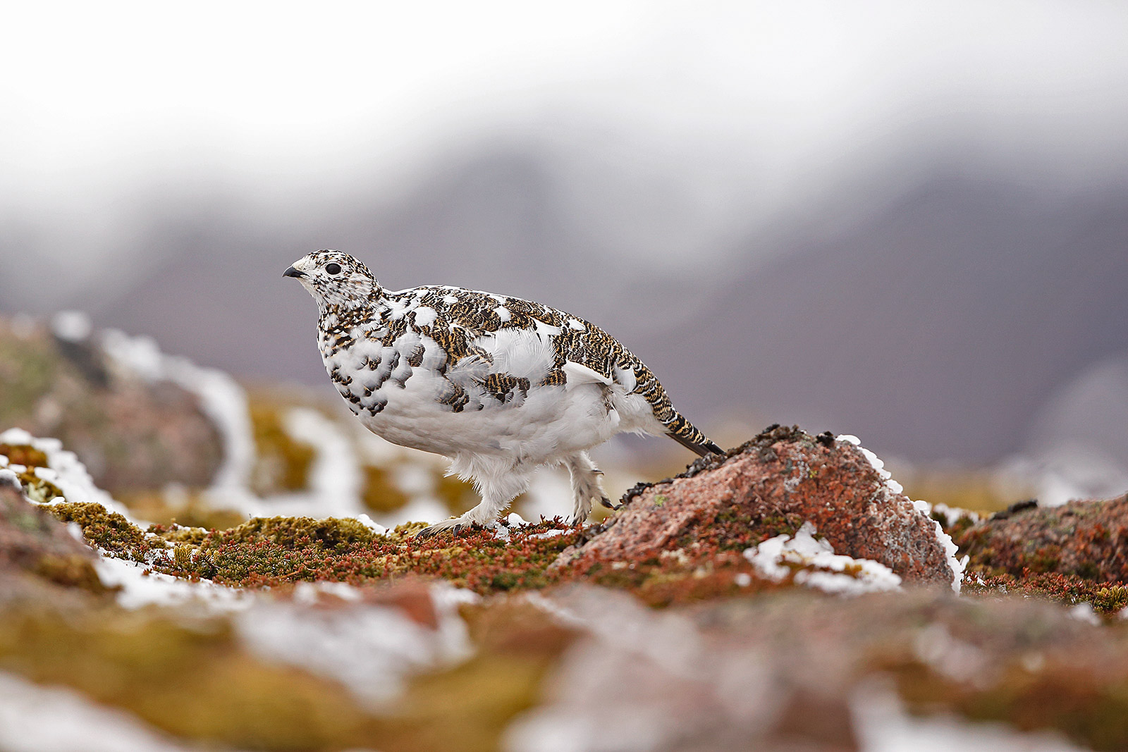 How to Find and Photograph Ptarmigan - Nature TTL