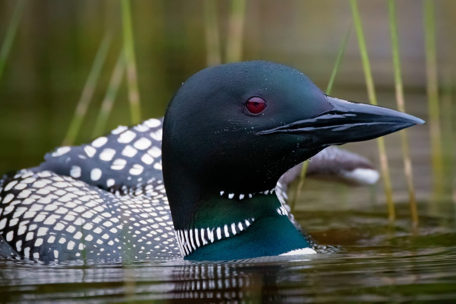 How to Photograph Loons | Nature TTL