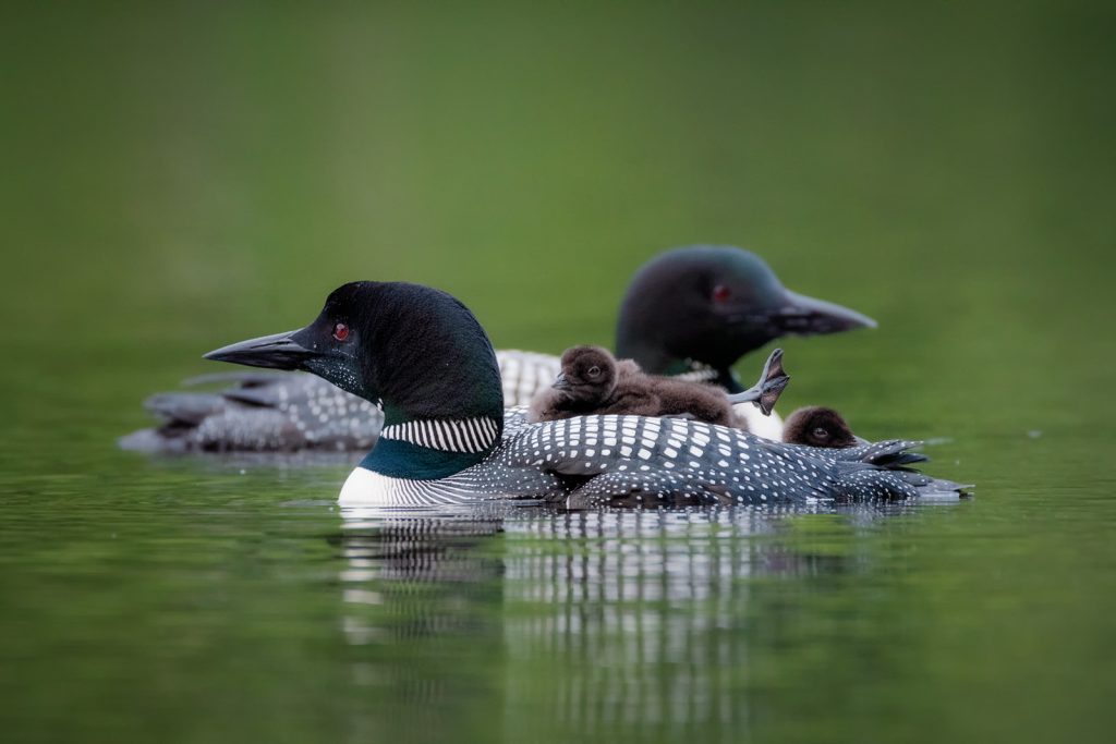 How to Photograph Loons - Nature TTL