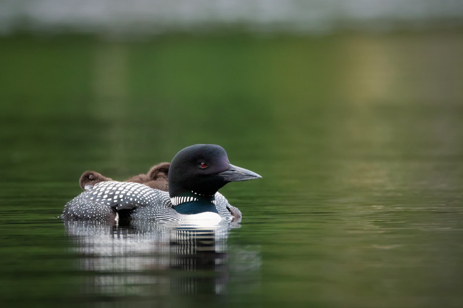How to Photograph Loons | Nature TTL