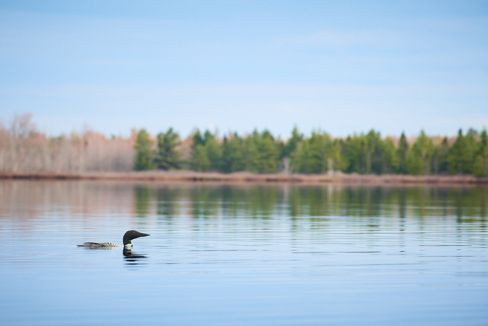 How to Photograph Loons - Nature TTL