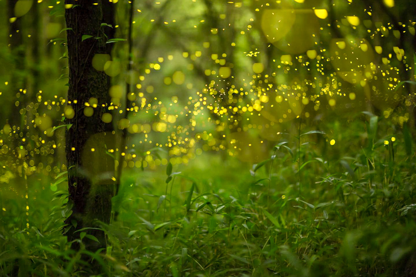 How to Photograph Fireflies - Nature TTL
