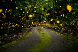 How to Photograph Fireflies | Nature TTL