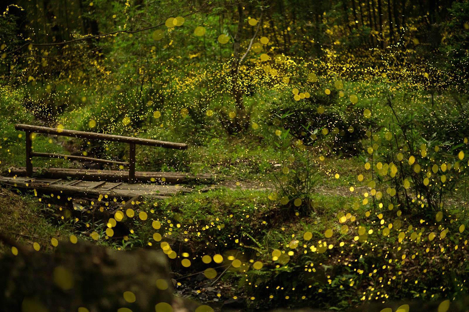 How to Photograph Fireflies - Nature TTL
