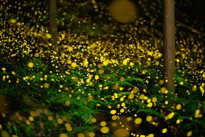 How to Photograph Fireflies | Nature TTL