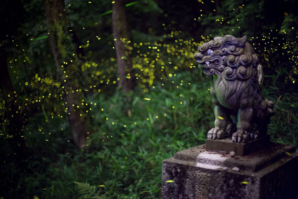 How to Photograph Fireflies | Nature TTL