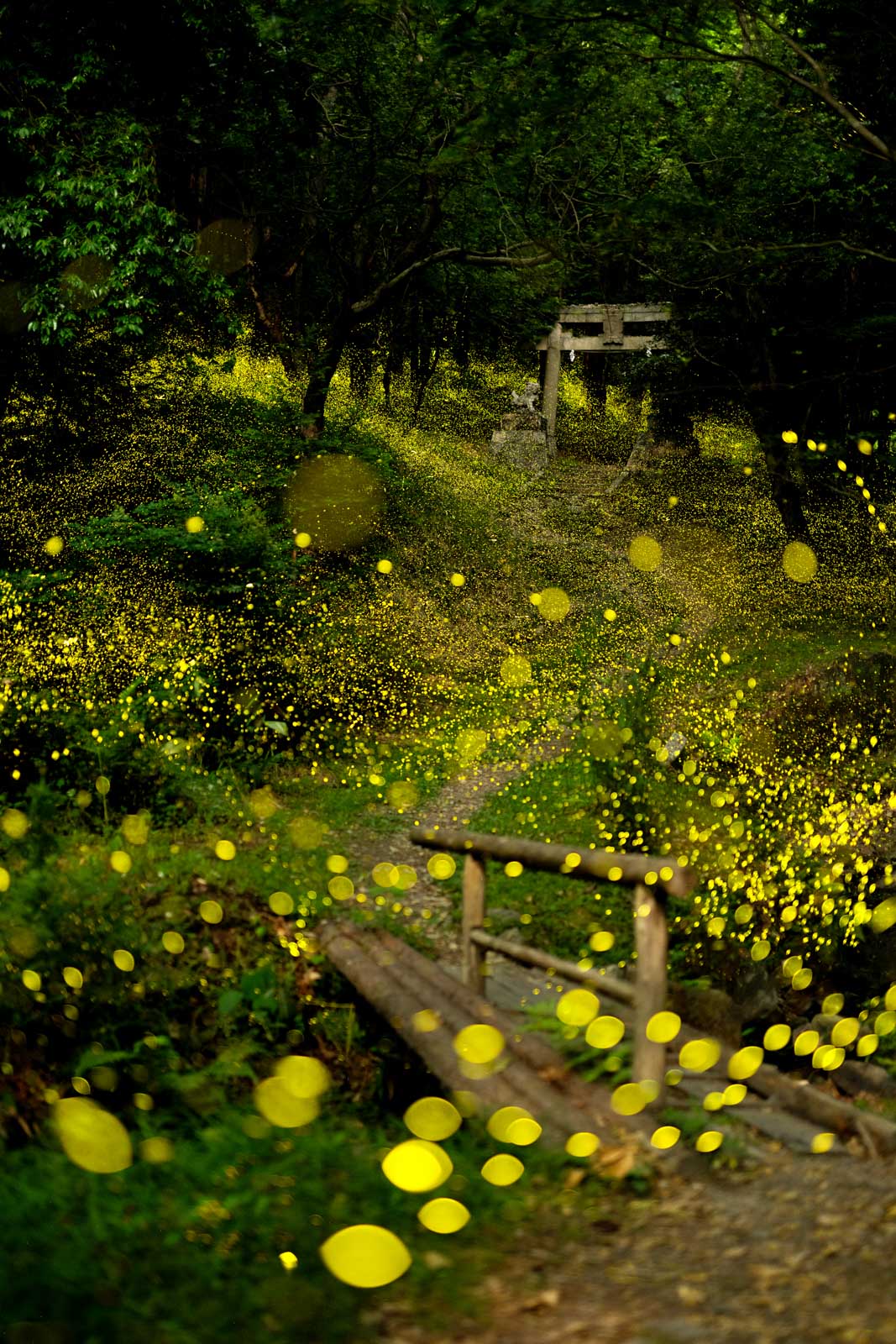 How to Photograph Fireflies | Nature TTL