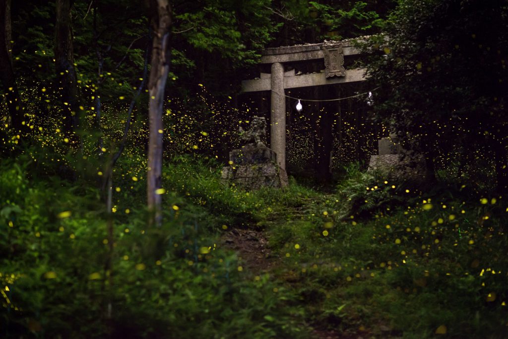 How to Photograph Fireflies - Nature TTL