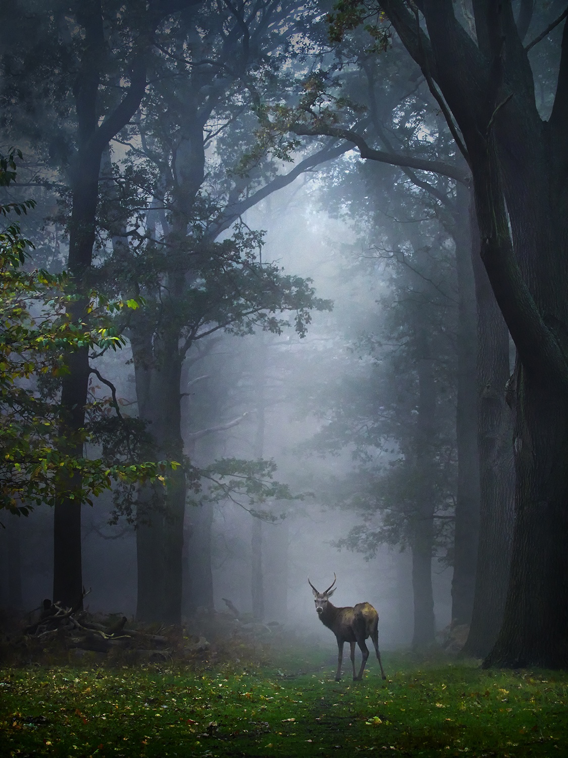 Weekly Photography Assignment: Garden Wildlife - Nature TTL