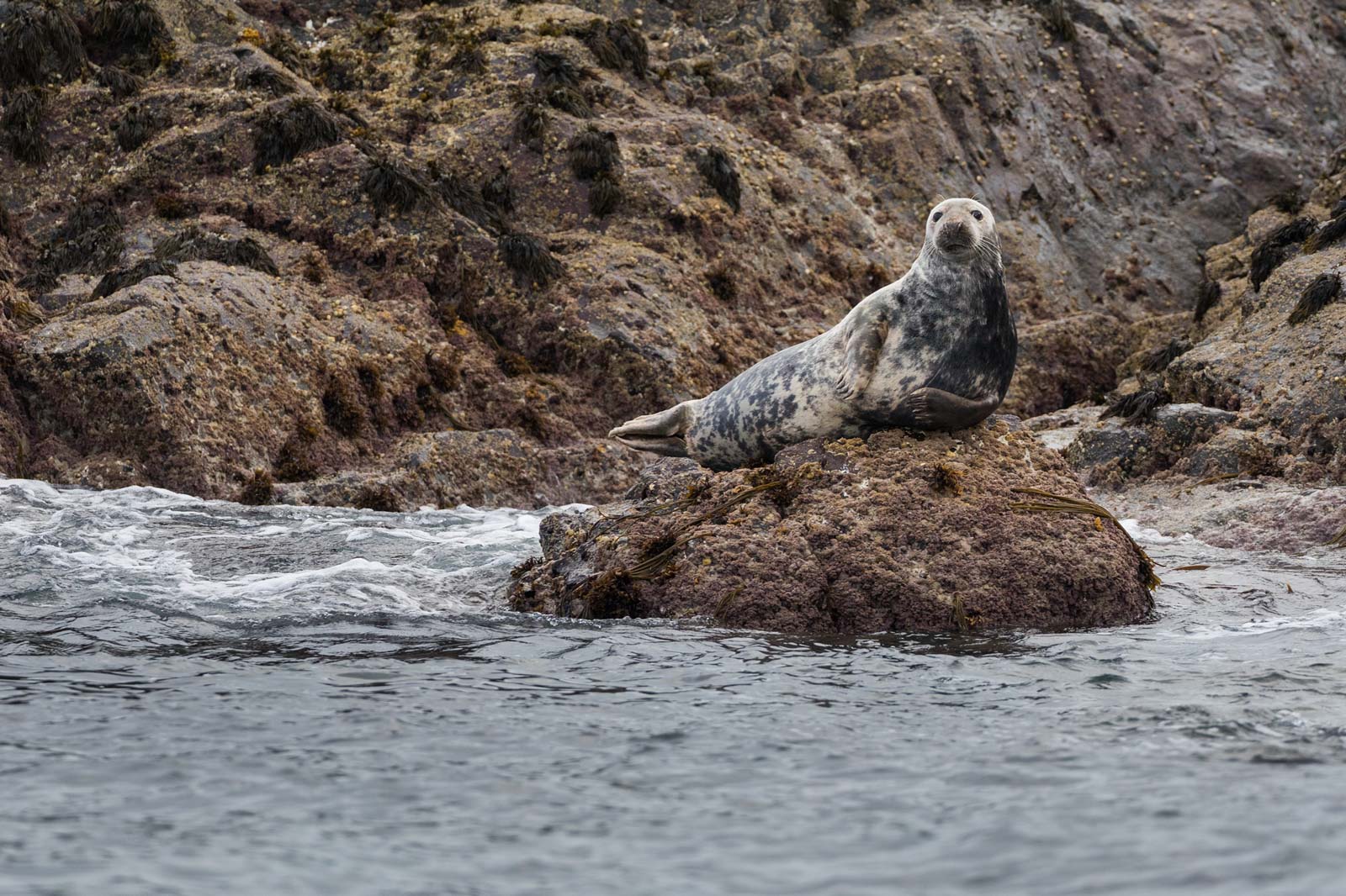 Where to Photograph Wildlife in Wales | Nature TTL