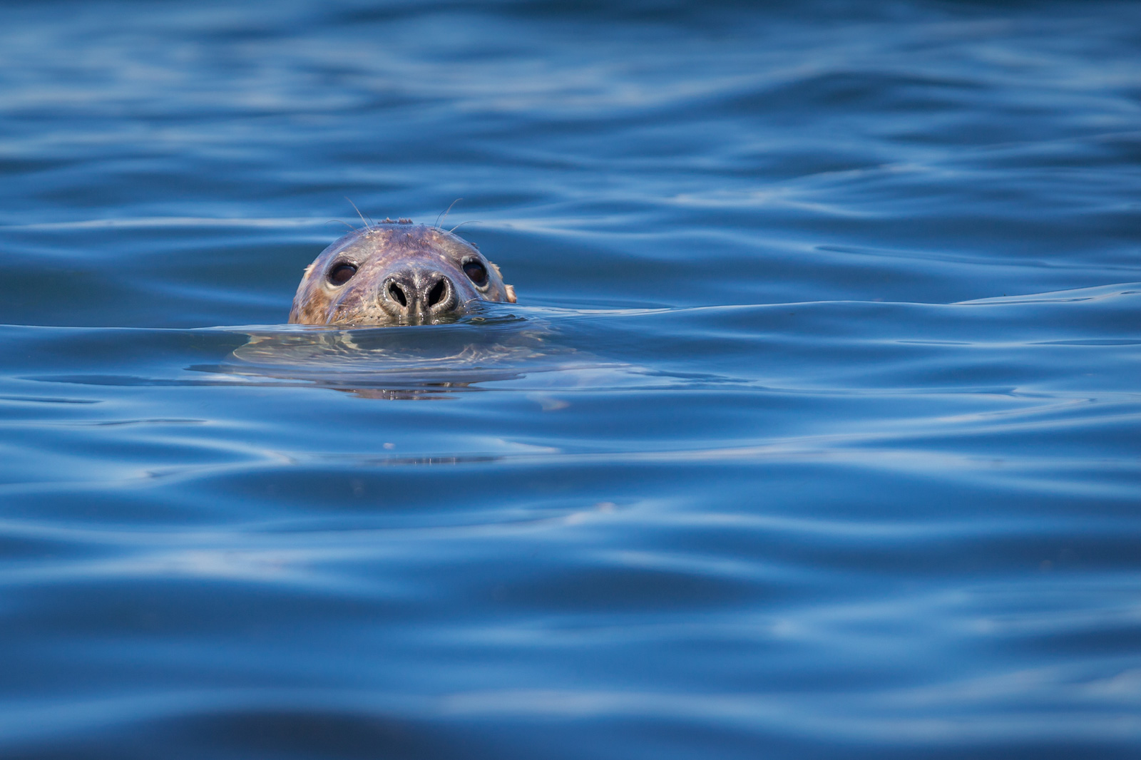 Where to Photograph Wildlife in Wales | Nature TTL