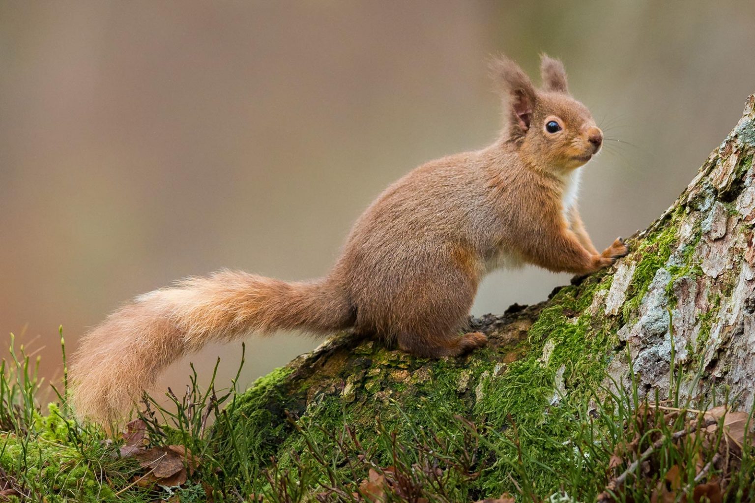Where to Photograph Wildlife in Wales - Nature TTL