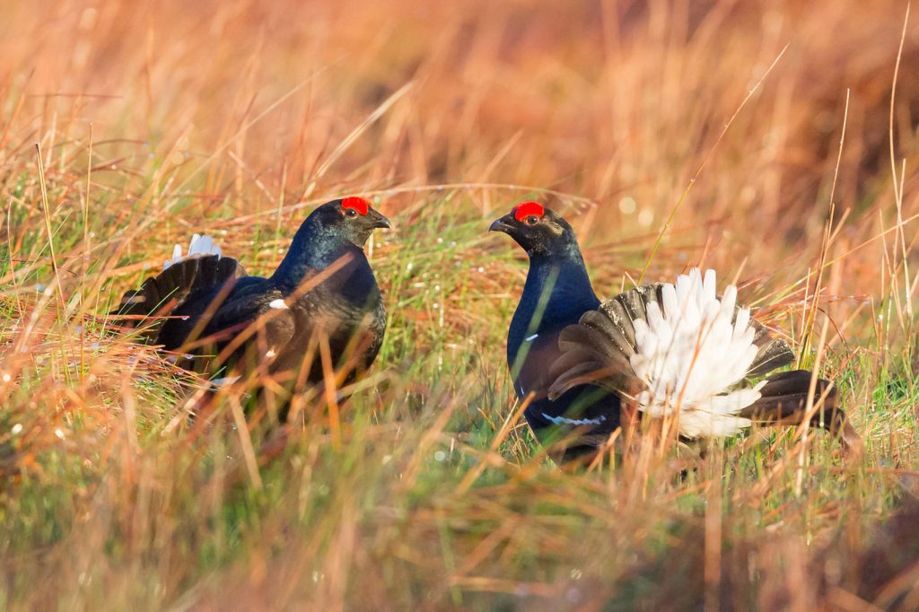 Where to Photograph Wildlife in Wales - Nature TTL