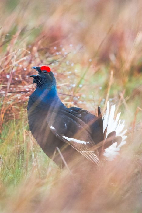 Where to Photograph Wildlife in Wales - Nature TTL