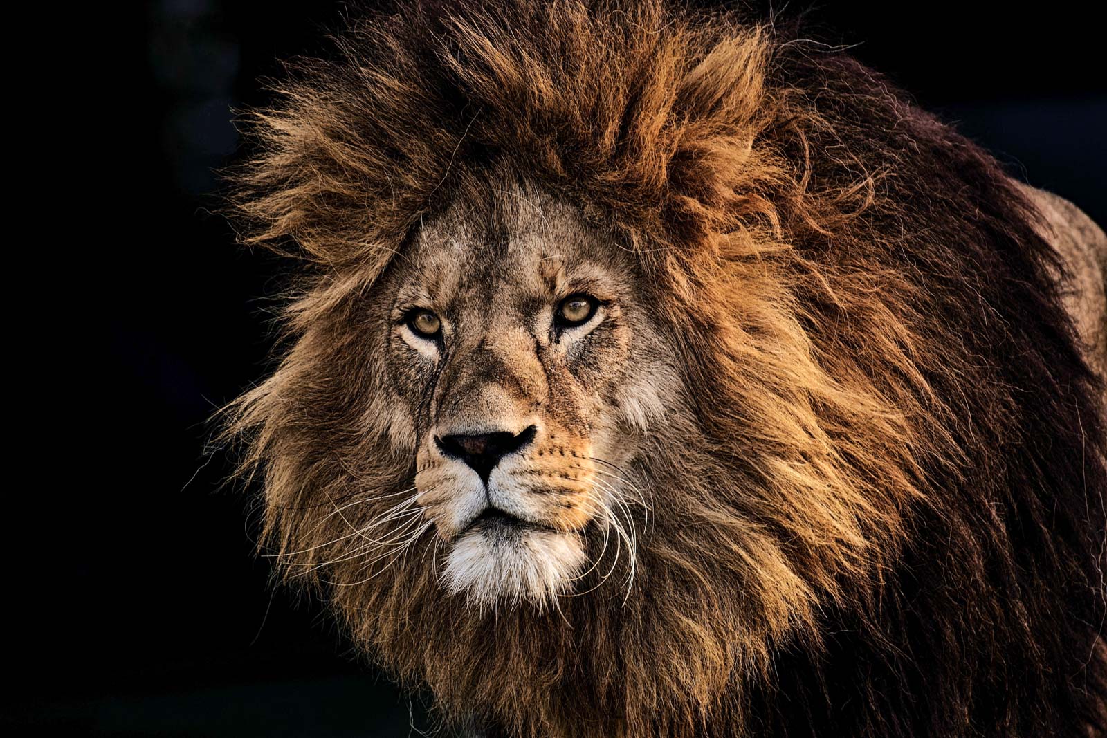 Lion Photos Banned by Top Wildlife Contest Due to 'Favouritism ...